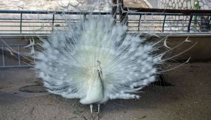 باغ وحش ارم کجاست؟ آدرس، تصاویر، شرایط و هزینه های بازدید | بزن بریم سفر