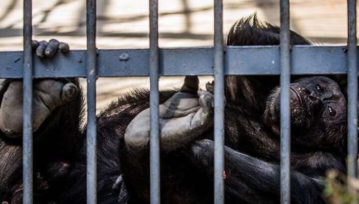 باغ وحش ارم کجاست؟ آدرس، تصاویر، شرایط و هزینه های بازدید | بزن بریم سفر