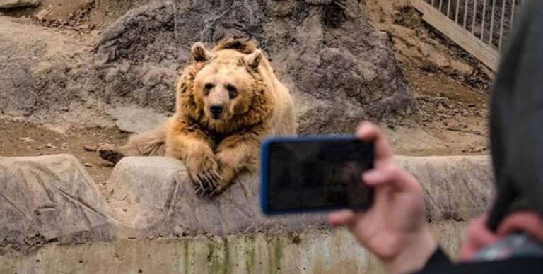 باغ وحش ارم کجاست؟ آدرس، تصاویر، شرایط و هزینه های بازدید | بزن بریم سفر